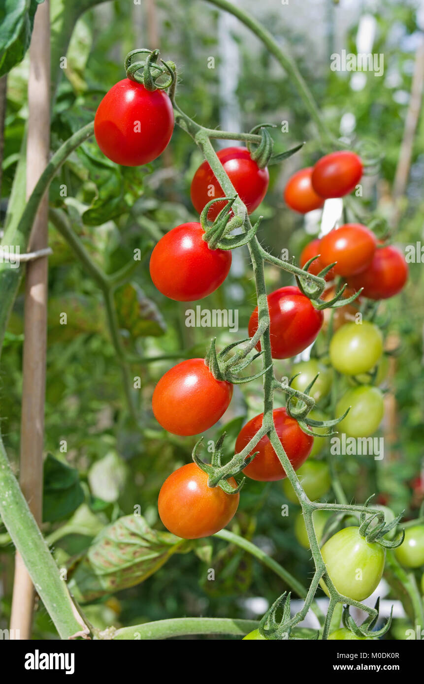Tomato Cultivar High Resolution Stock Photography and Images - Alamy