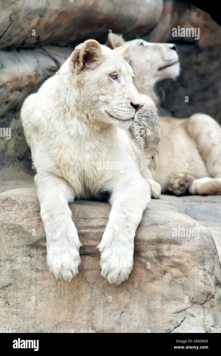 Wild cats. Rare lionesses albinos on vacation Stock Photo - Alamy