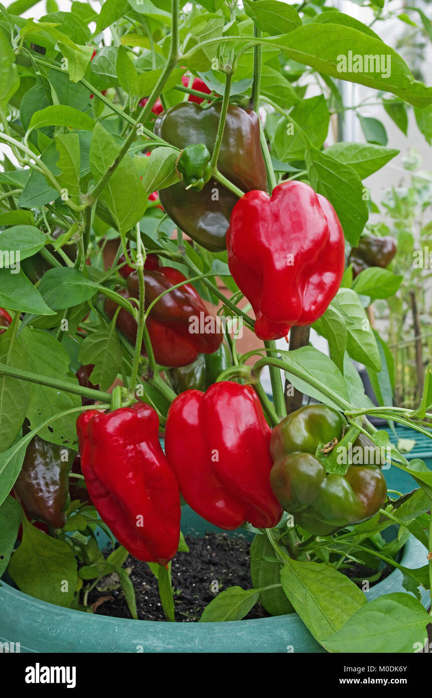 Sweet red bell peppers variety Redskin ripening in sunshine in pots in ...