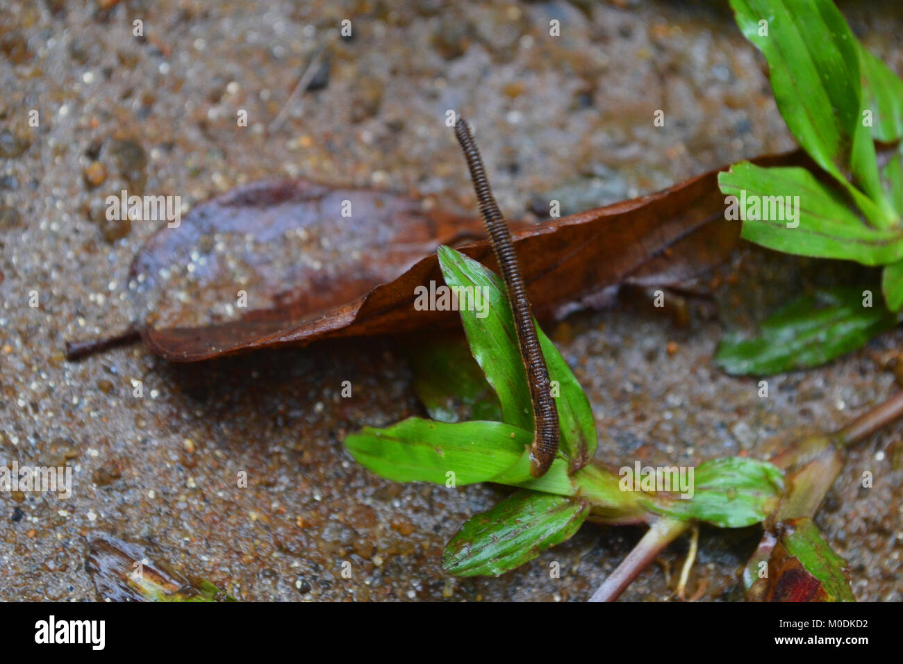 Leech moves in Periyar National Park, India Stock Photo - Alamy