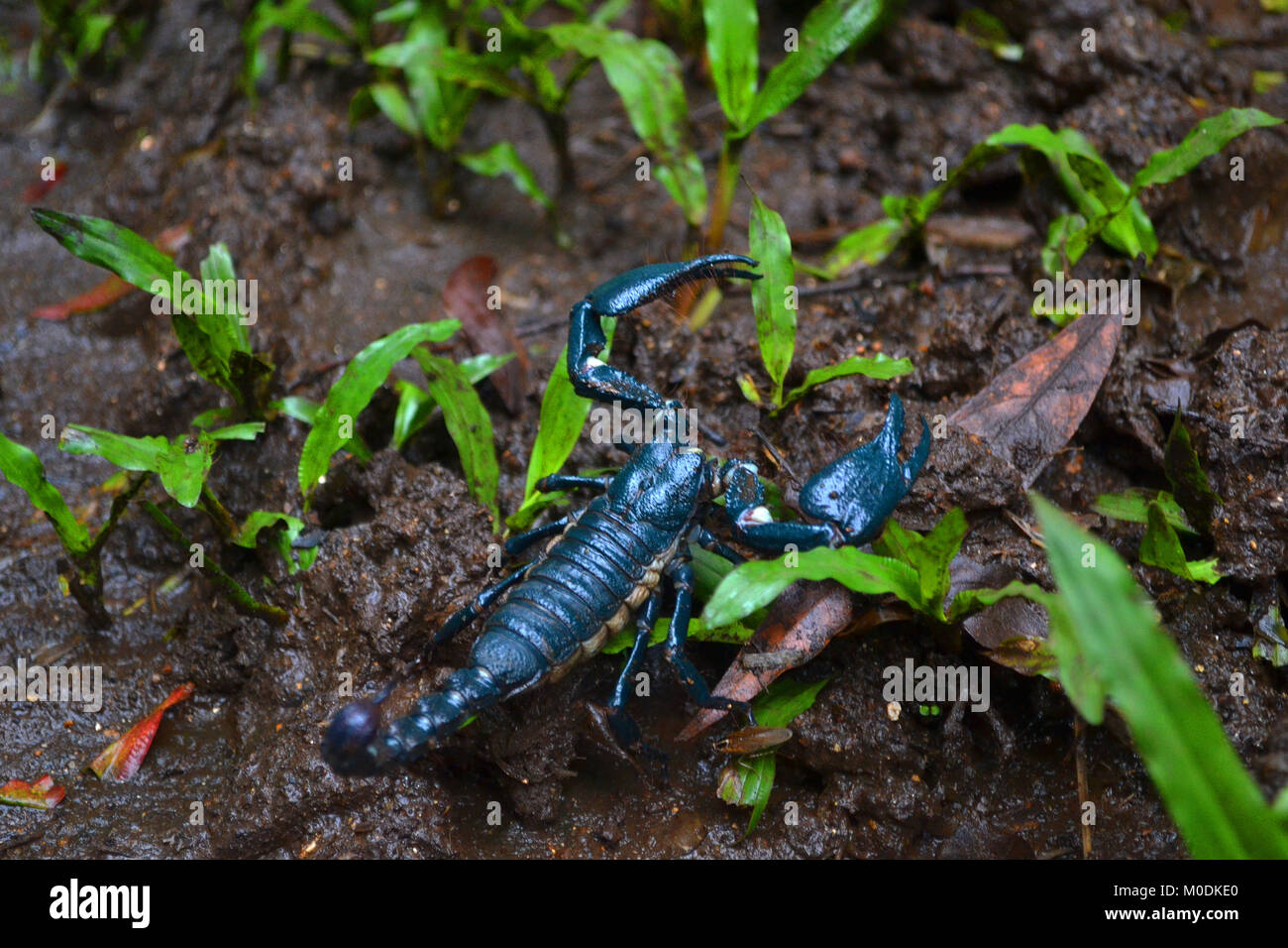 Heterometrus longimanus Scorpion in Kerala Stock Photo - Alamy