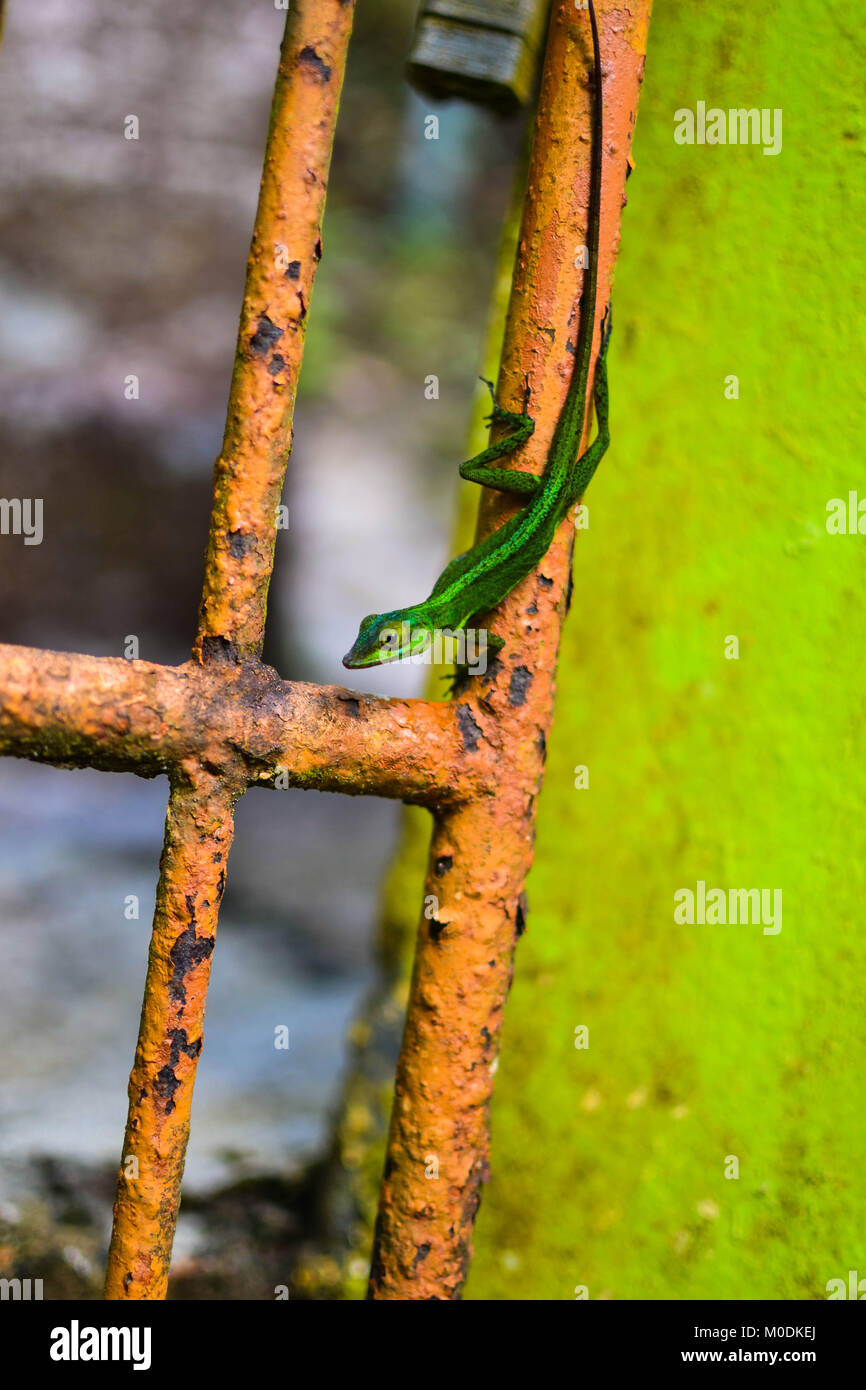 Gate stops hi-res stock photography and images - Alamy