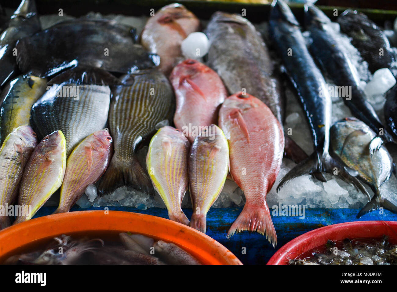 Fish Market, Cochin, Kerala Stock Photo - Alamy