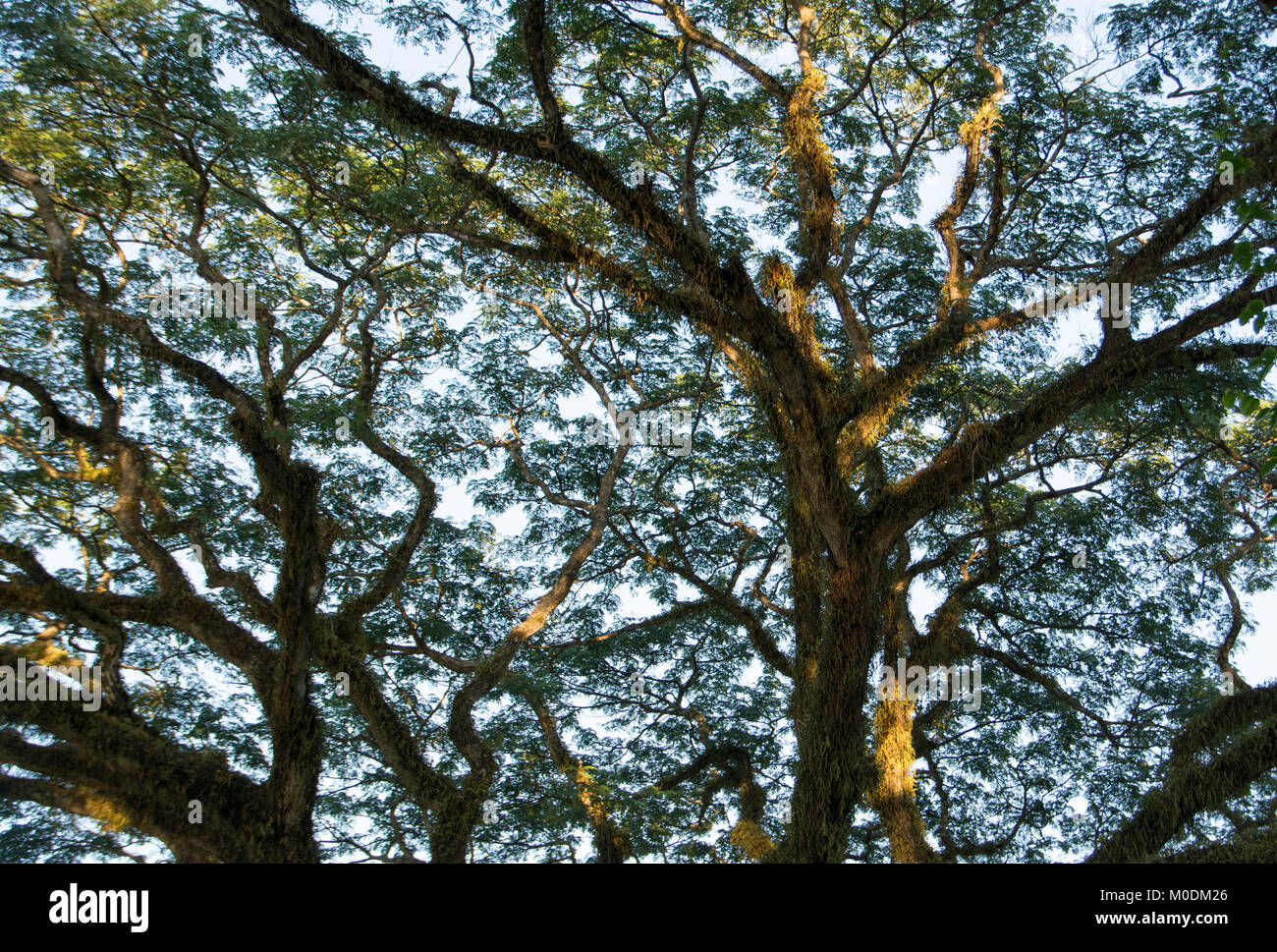 Huge tree hi-res stock photography and images - Alamy