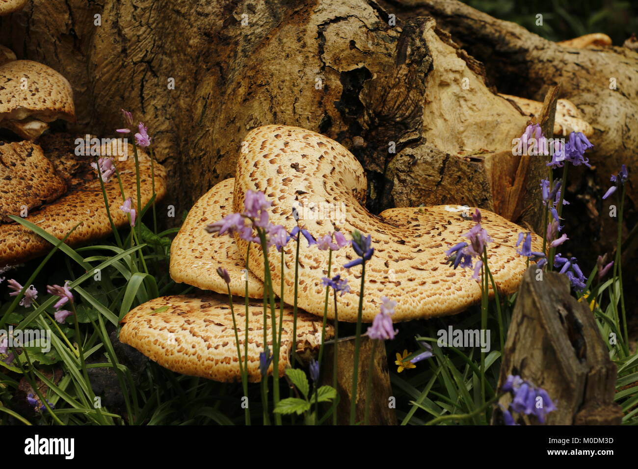 Polyporus fungus on a tree trunk Stock Photo - Alamy