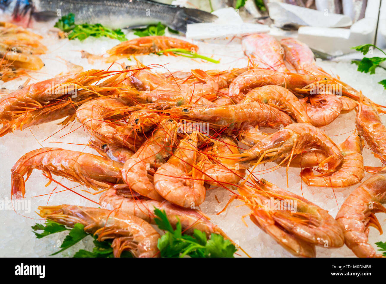 Raw fresh shrimp on ice at the fish market in Savona, Liguria, Italy ...