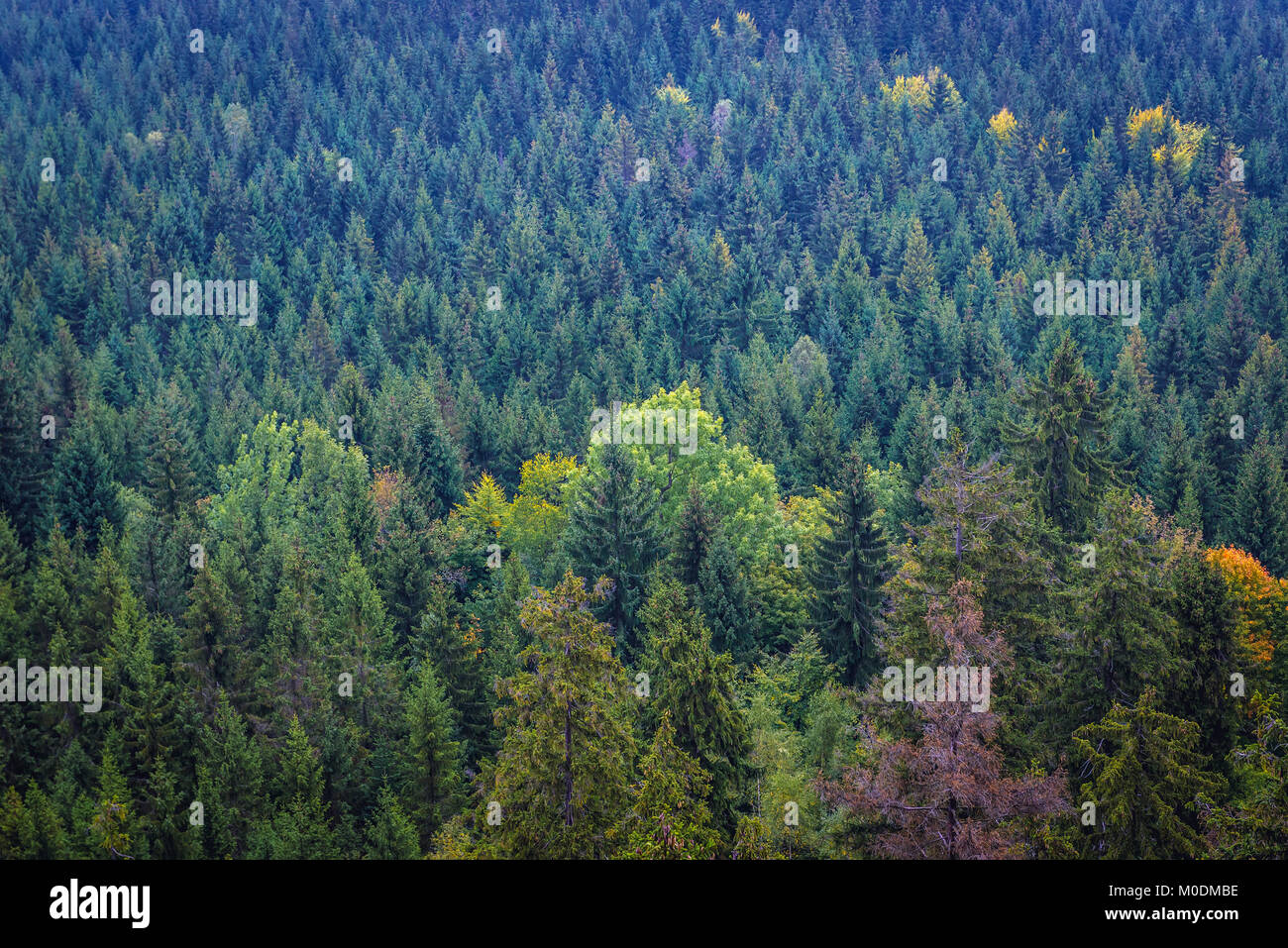 Forests in Stolowe Mountains (Table Mountains) range, part of the ...