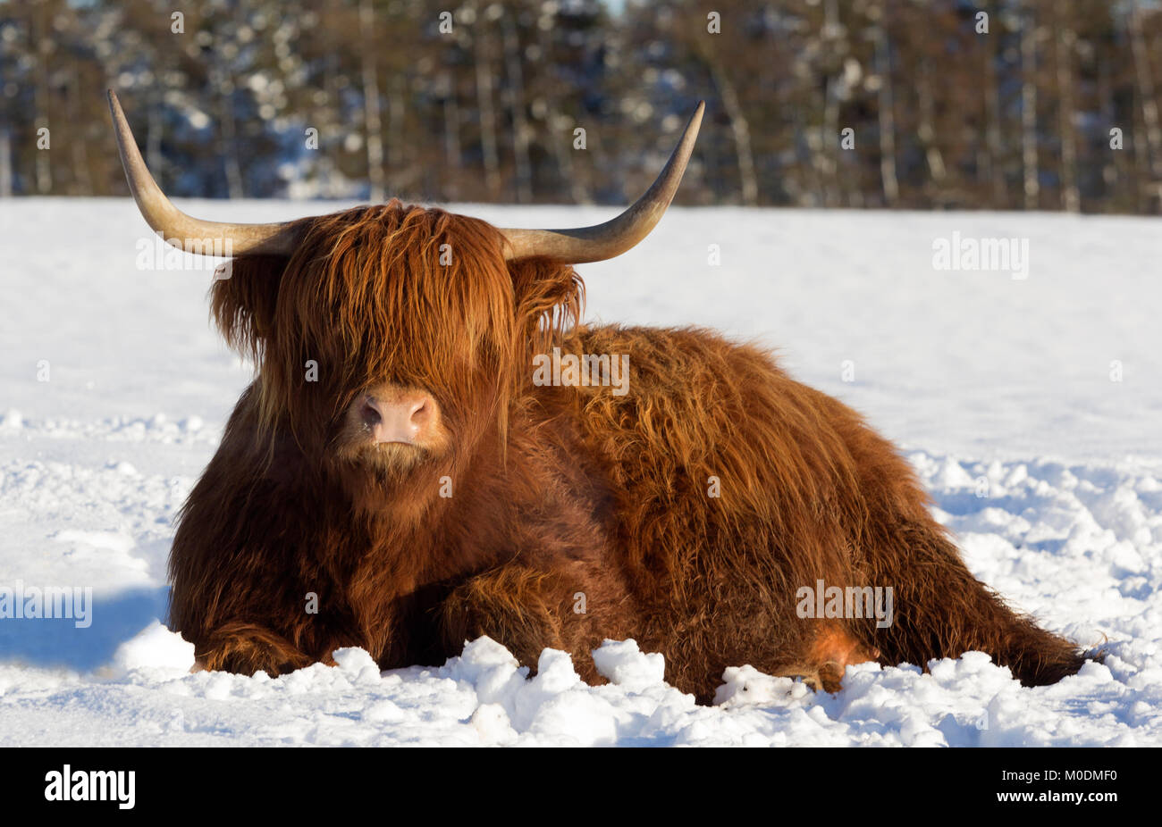 Highland Cow in the Snow Stock Photo - Alamy