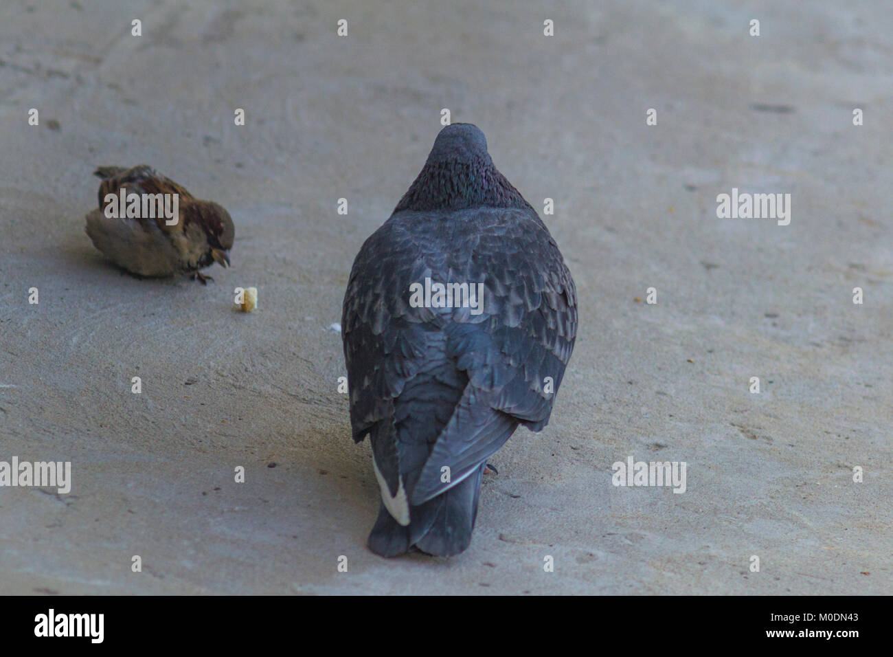 bird in the world pigeon and Sparrow rear view winter Stock Photo - Alamy
