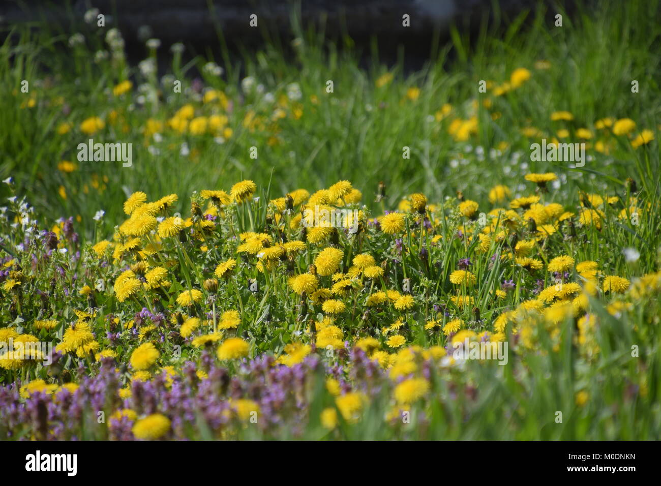 Flowering dandelions in the clearing. Meadow with dandelions Stock ...