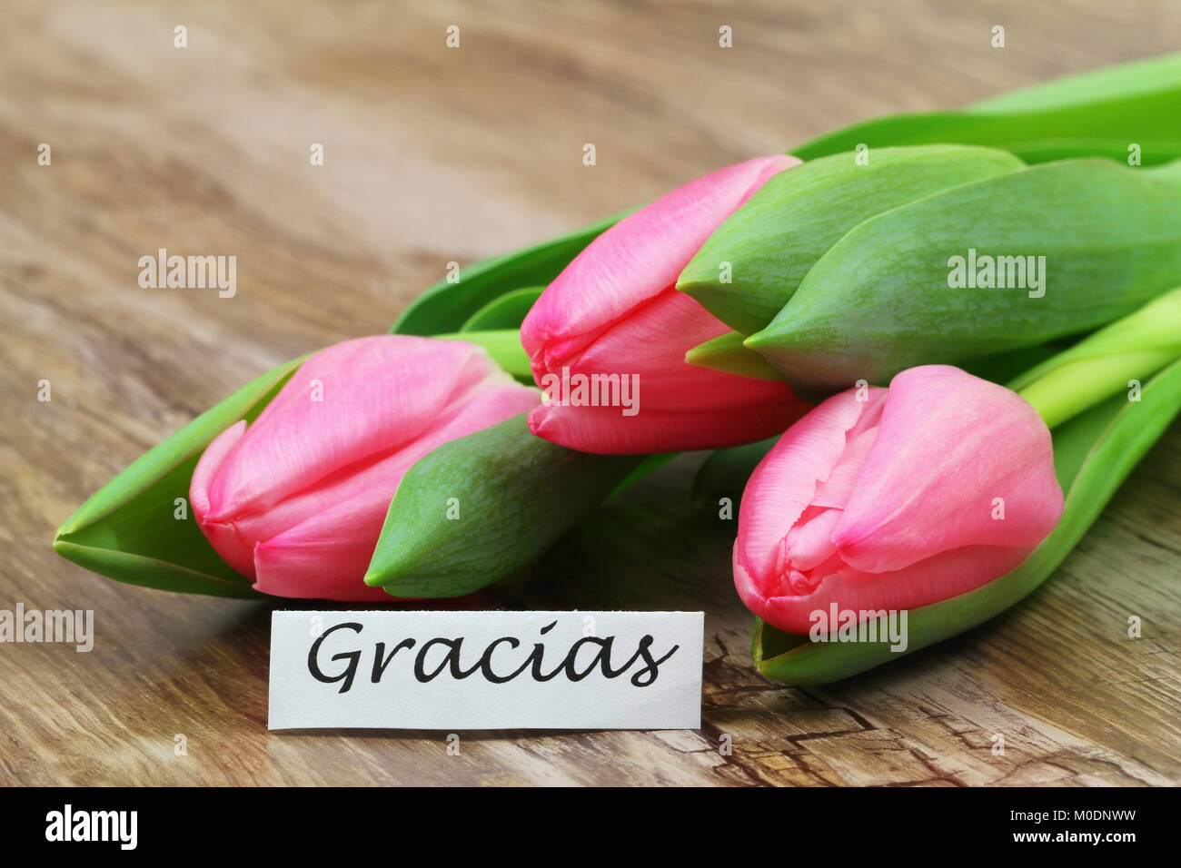 Gracias (thank you in Spanish) card with three pink tulips Stock Photo ...