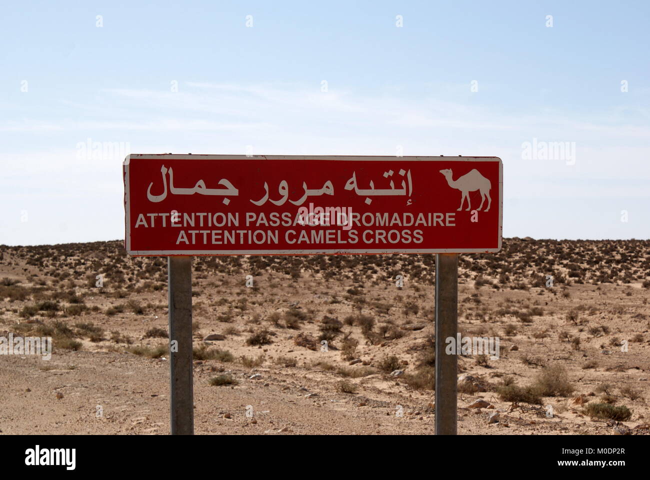 Camel crossing sign hi-res stock photography and images - Alamy