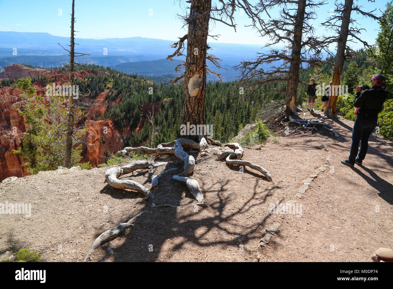 Bristlecone loop trail bryce canyon hi-res stock photography and images ...