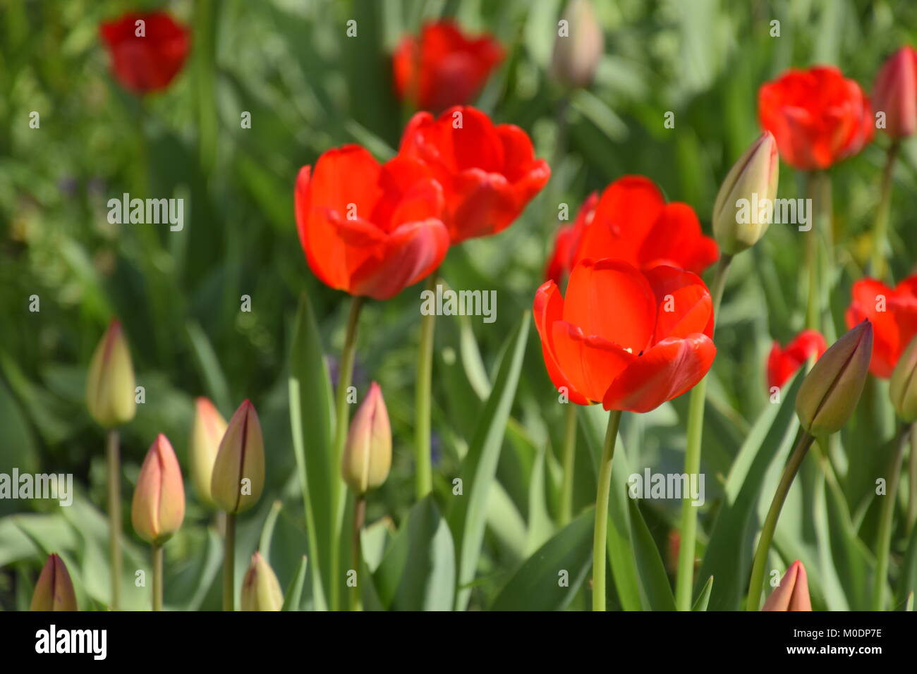 Red tulips bloom in the flowerbed. Flowering of tulips Stock Photo - Alamy