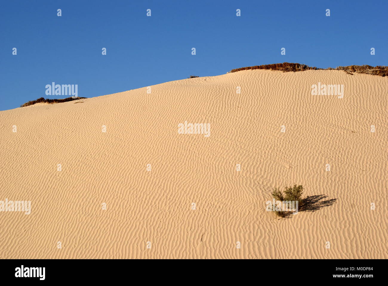 Sand dunes near Douz, Sahara desert, Kebili district, Tunisia Stock ...