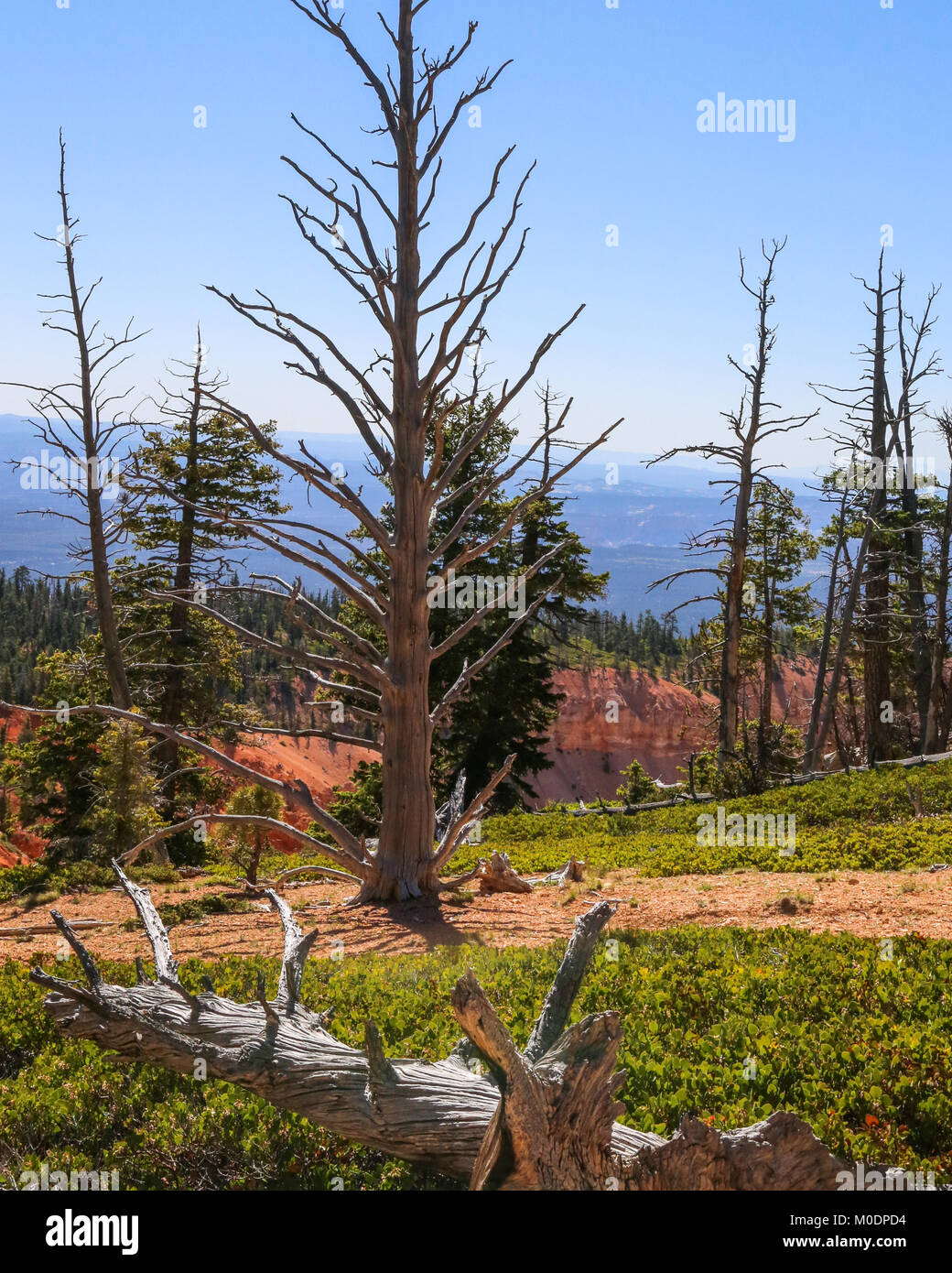 Utah bryce canyon national park bristlecone pine hi-res stock ...