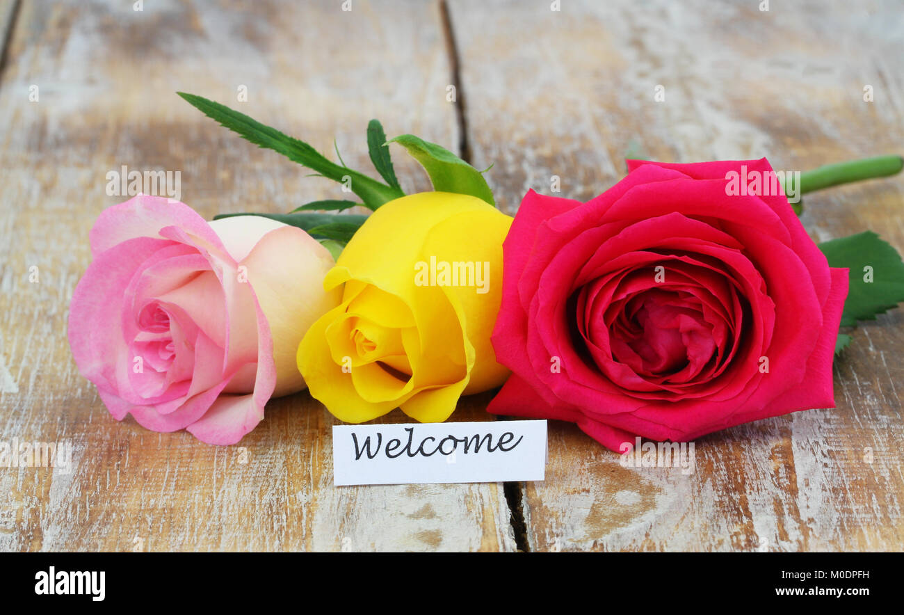 Welcome card with three colorful roses Stock Photo - Alamy