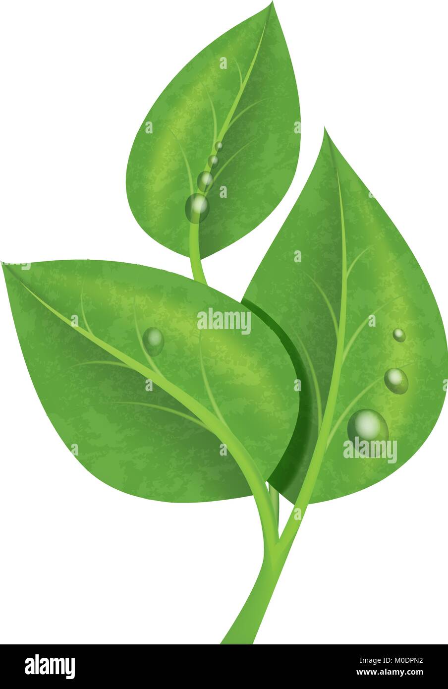 Three green leaves with drops of dew - branch. Realistic vector ...