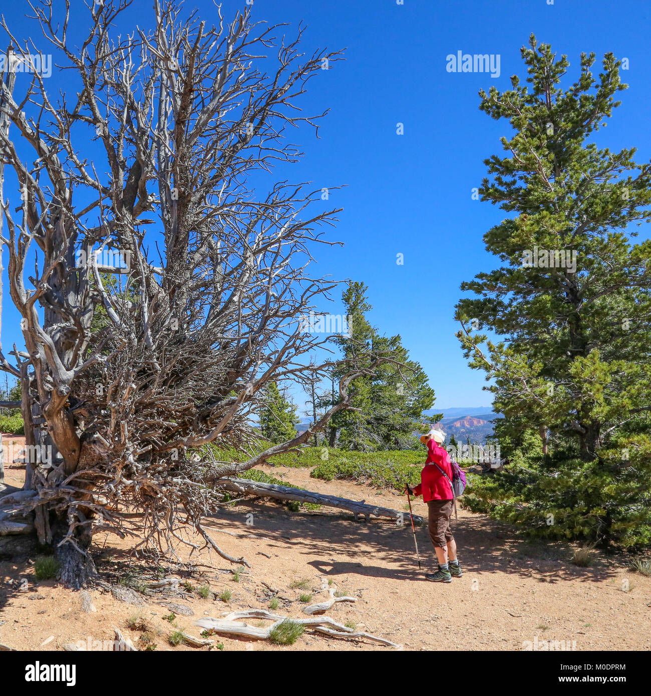 Bristlecone Pines AtopRainbow Point, Bristlecone Loop Trail, Bryce ...