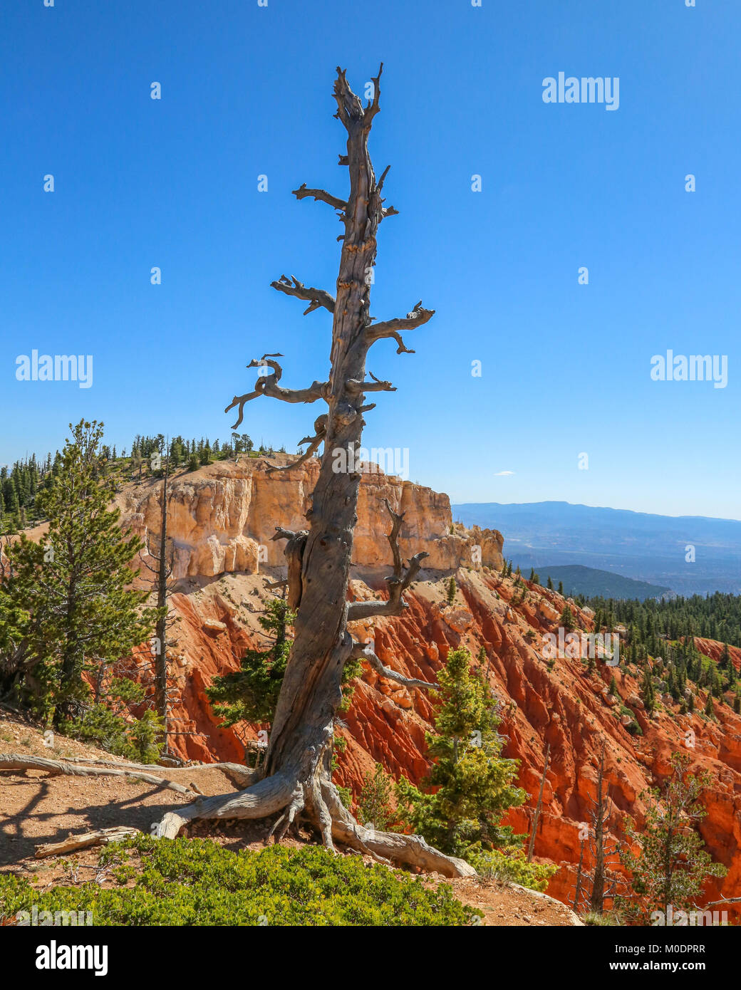 Bristlecone Pines AtopRainbow Point, Bristlecone Loop Trail, Bryce ...