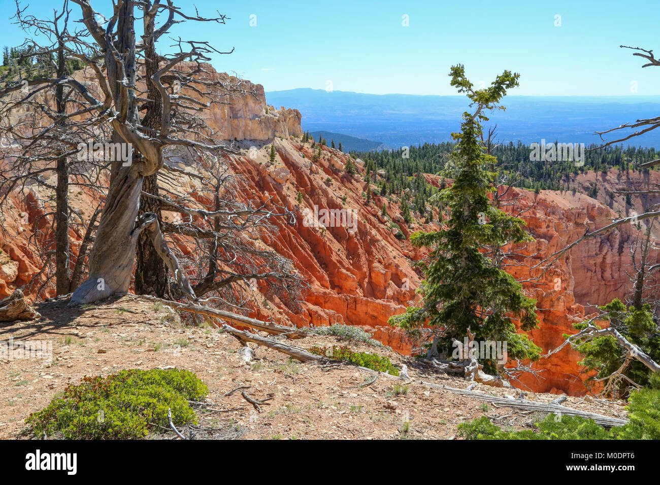Bristlecone Pines AtopRainbow Point, Bristlecone Loop Trail, Bryce ...
