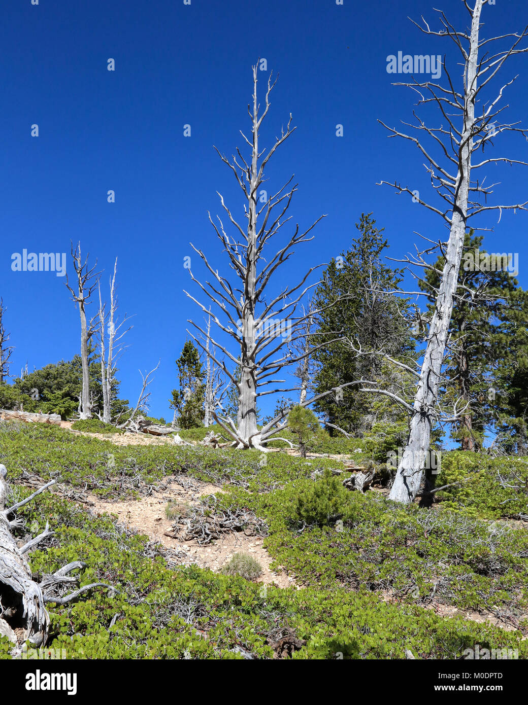 Bristlecone Pines AtopRainbow Point, Bristlecone Loop Trail, Bryce ...
