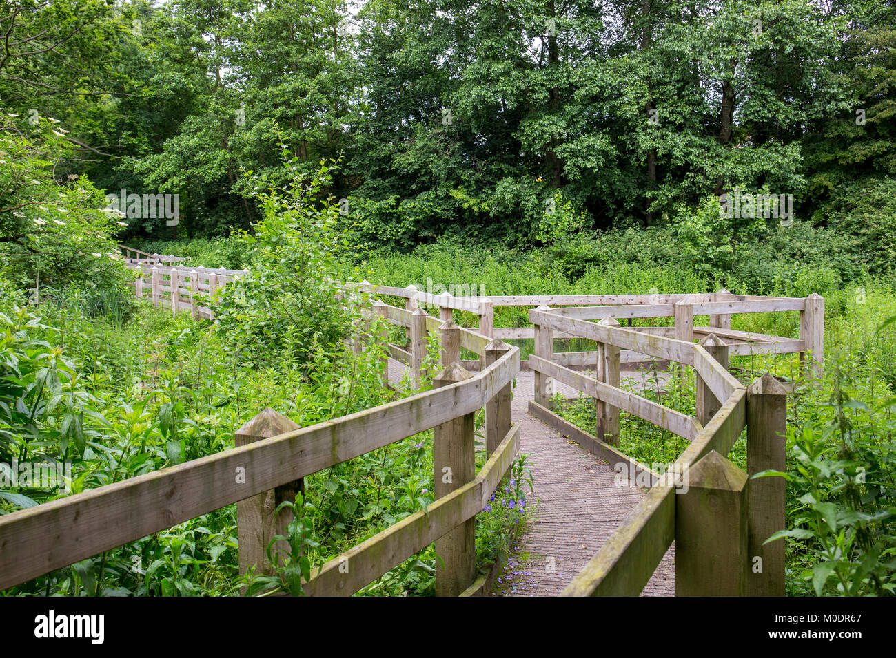 Designed timber jetty or boardwalk at overgrown pond in Sandbach Park ...