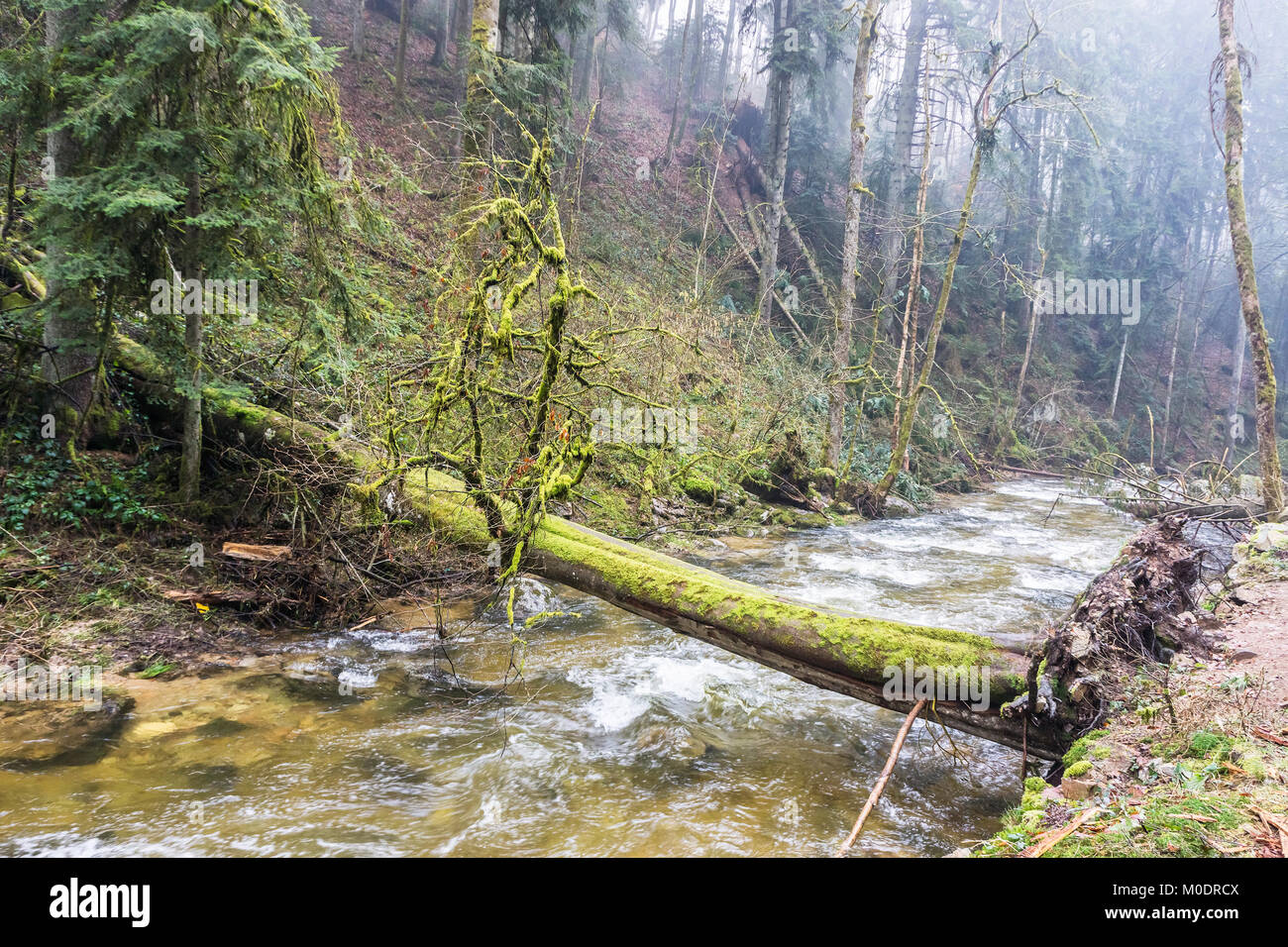 A fallen tree lying across a river in the woods during a foggy day of ...