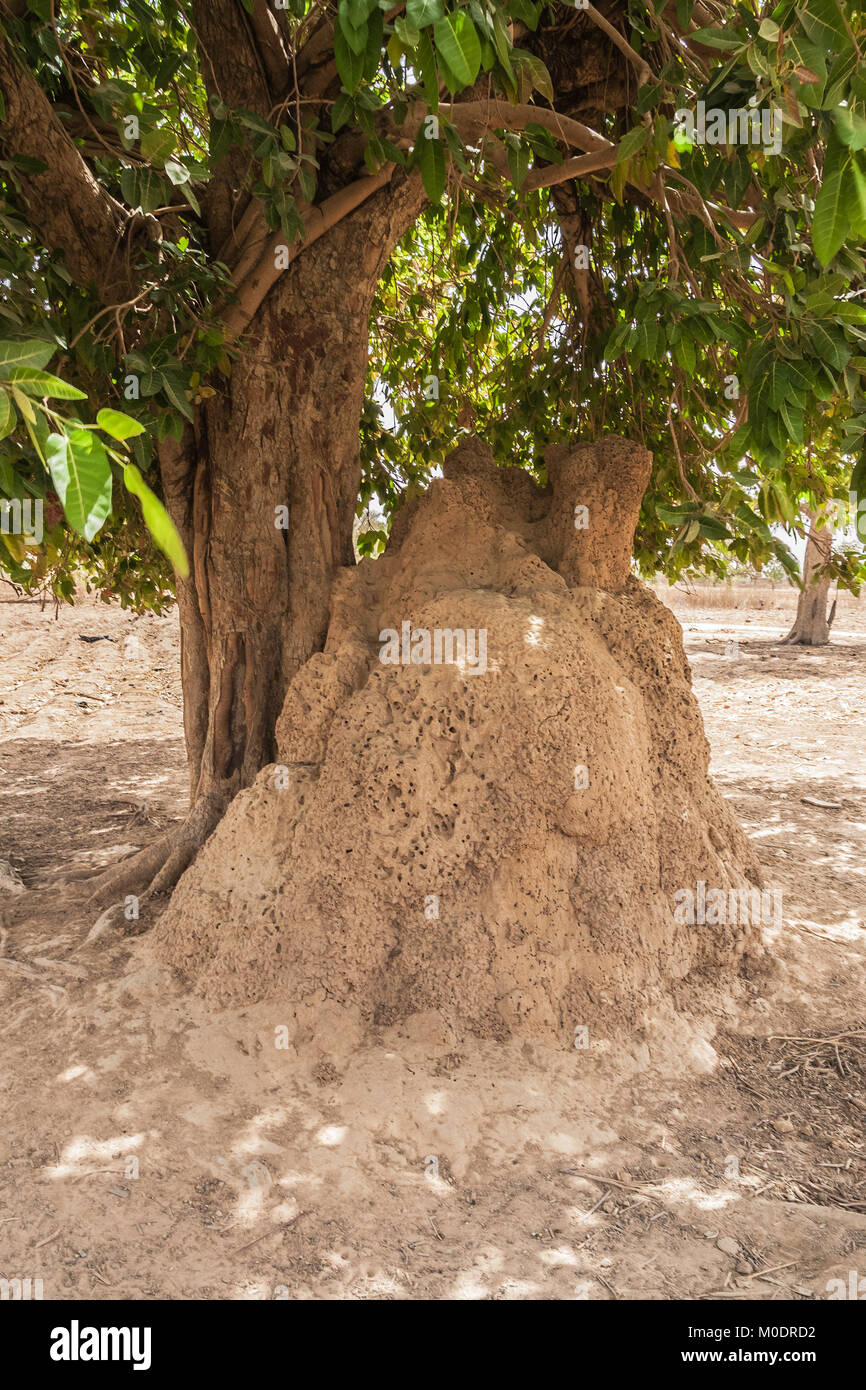 A termite mound under a tree, Burkina Faso (West Africa Stock Photo - Alamy