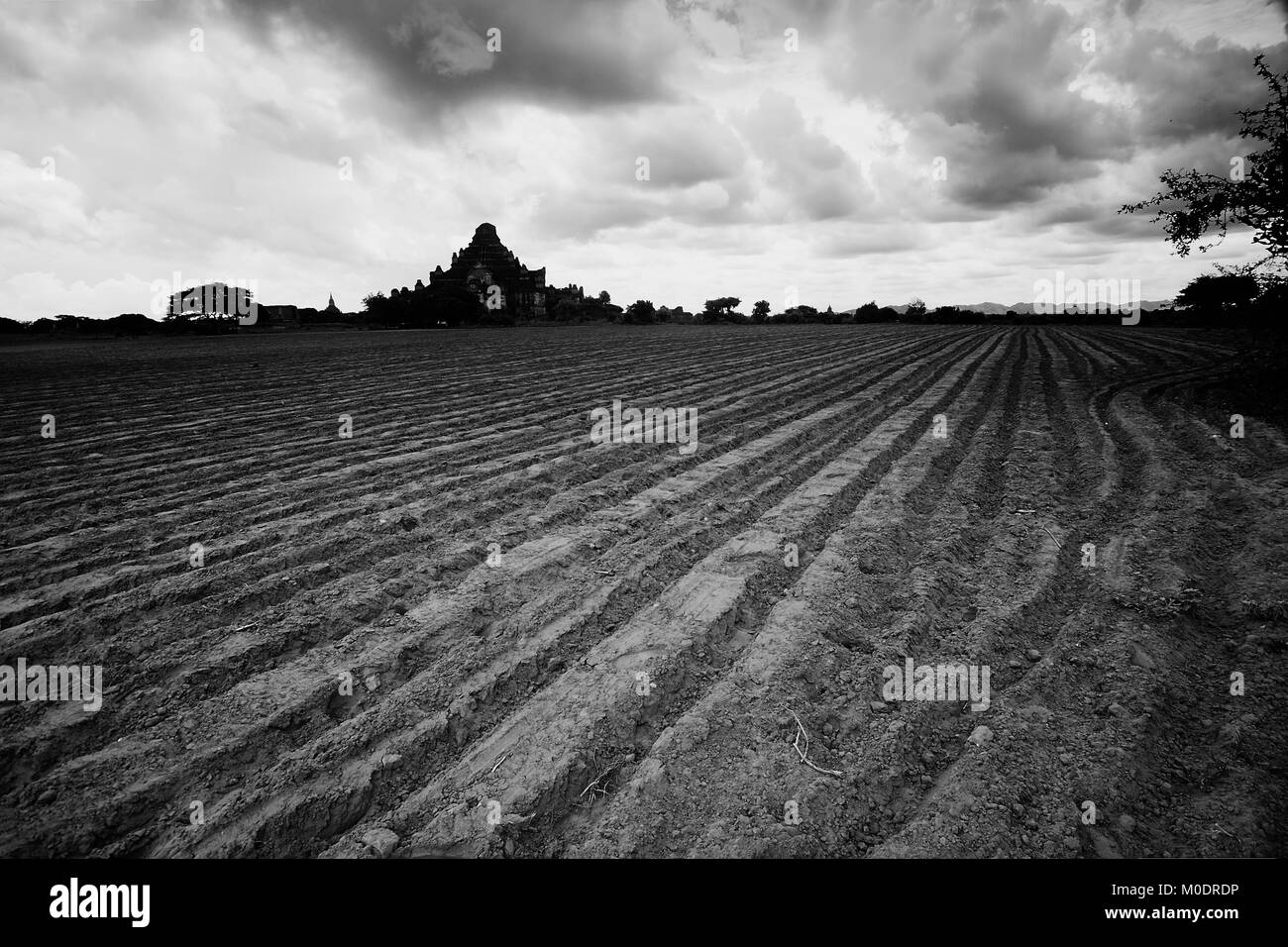 The stupas of Bagan standing above the plains Stock Photo - Alamy