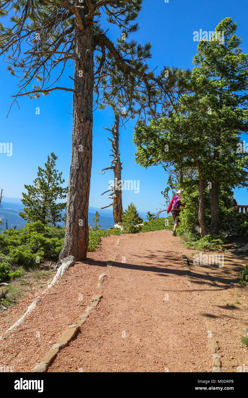 Hiking path on the Bristlecone Loop Trail, Bryce National Park, Kanab ...