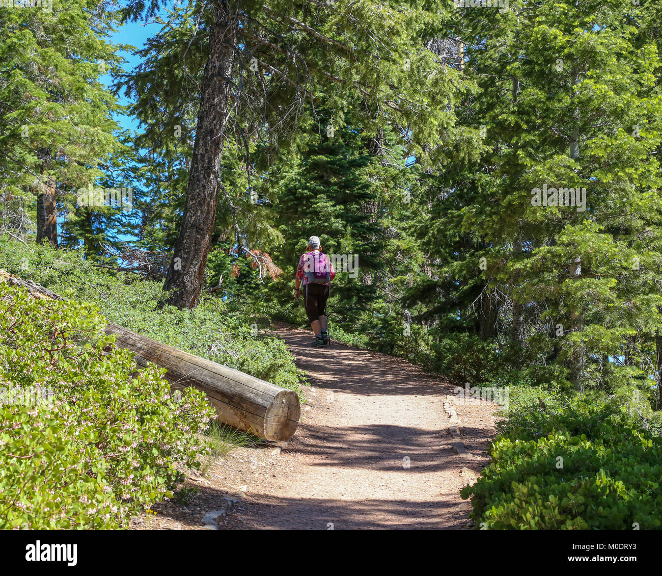Hiking path on the Bristlecone Loop Trail, Bryce National Park, Kanab ...