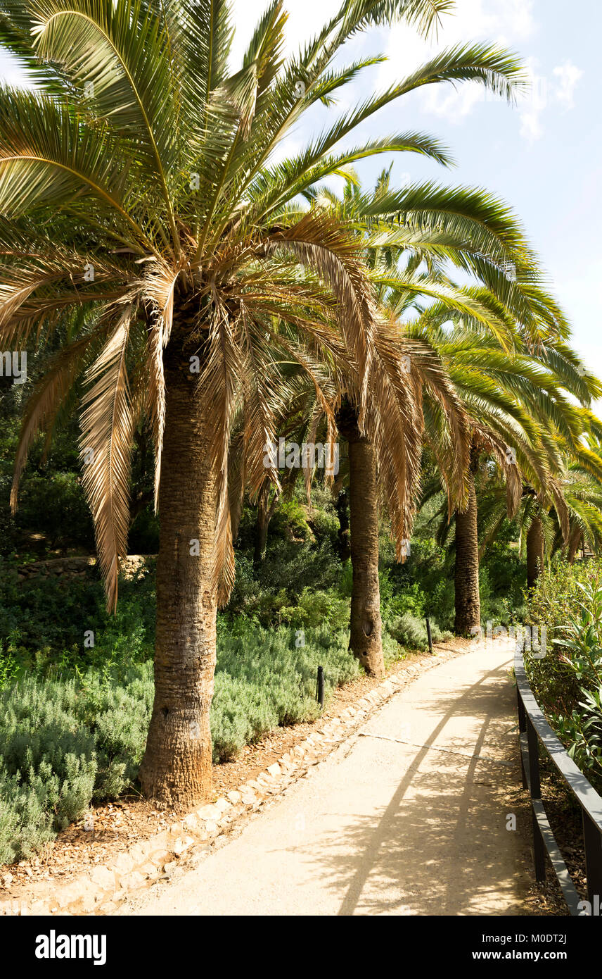 Mediterranean vegetation in Spain ( Barcelona, Guell Park Stock Photo ...