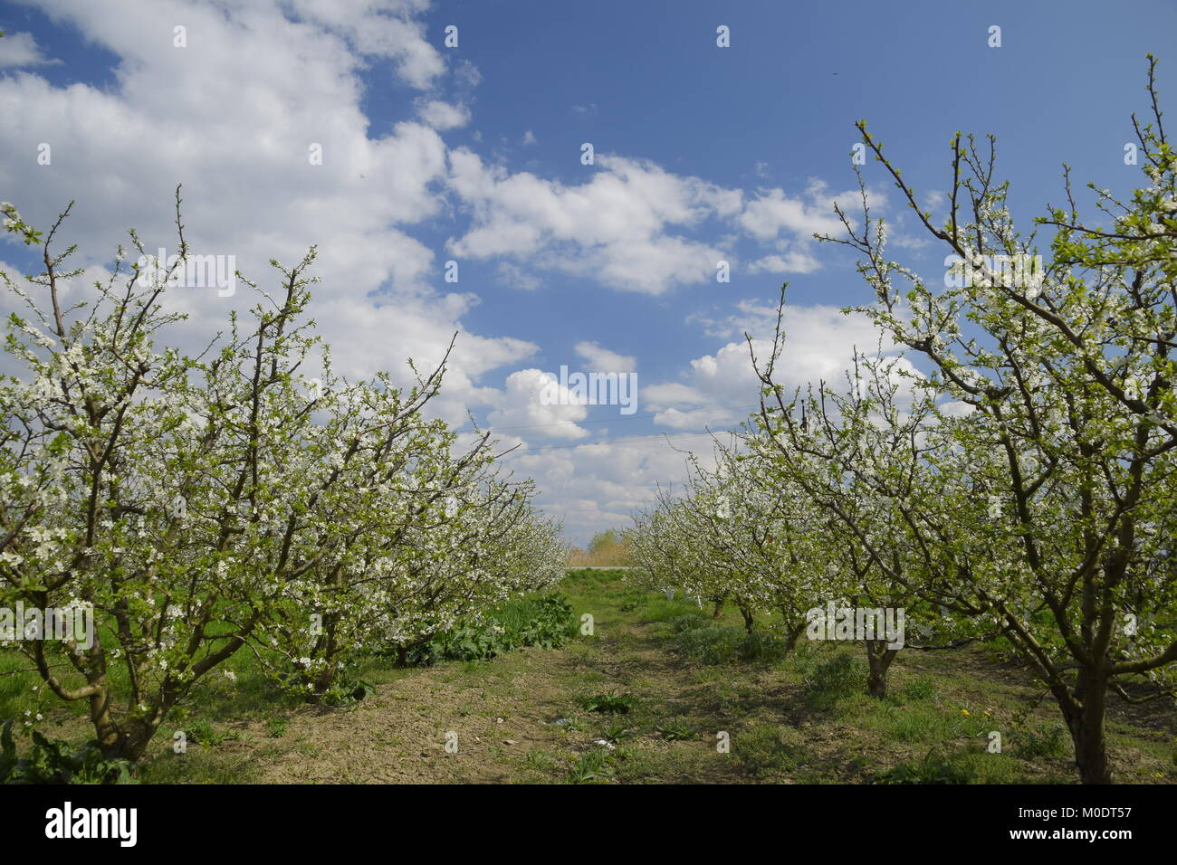 Flowering plum garden. Farm garden in spring Stock Photo - Alamy