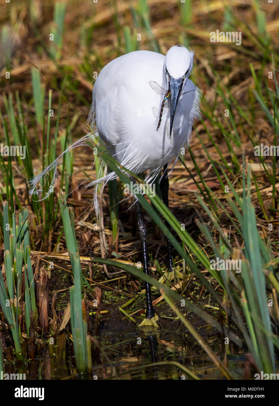Little Egret with dragonfly lunch Stock Photo - Alamy