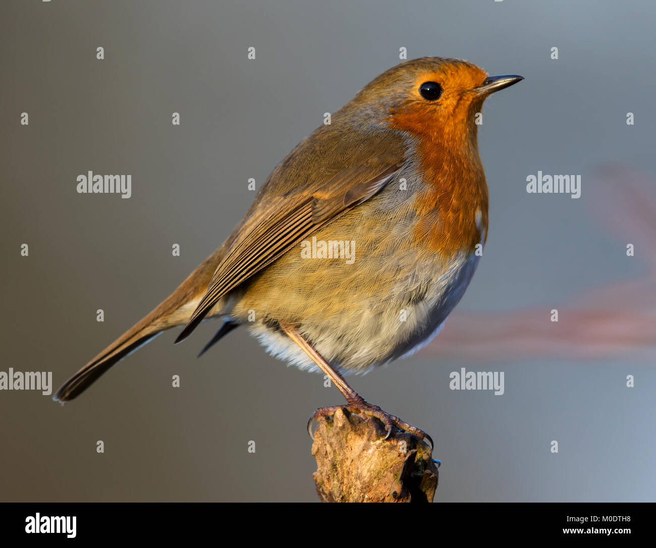 Fat robin hi-res stock photography and images - Alamy