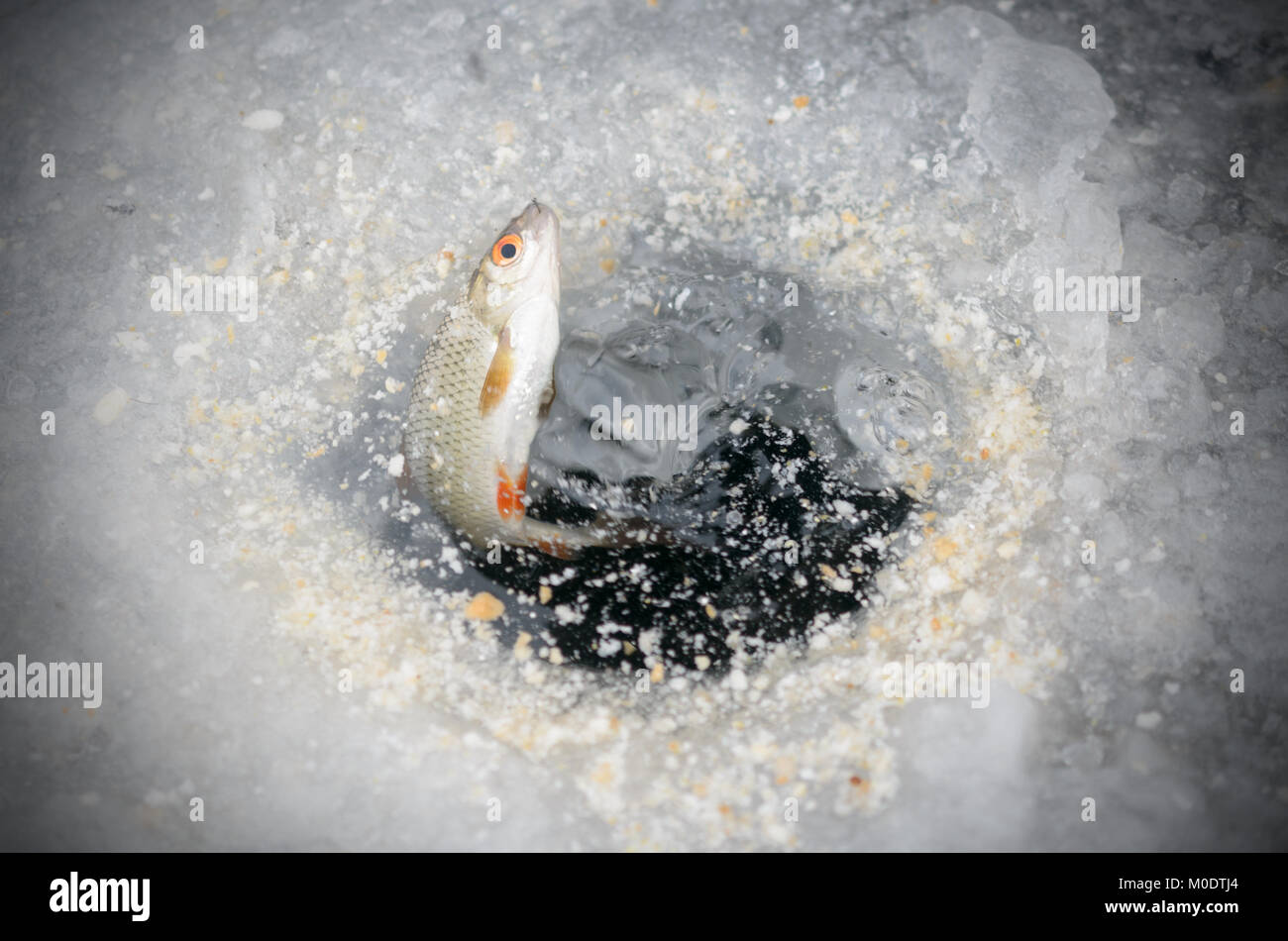 Fisherman pulling fish from lake hi-res stock photography and images ...