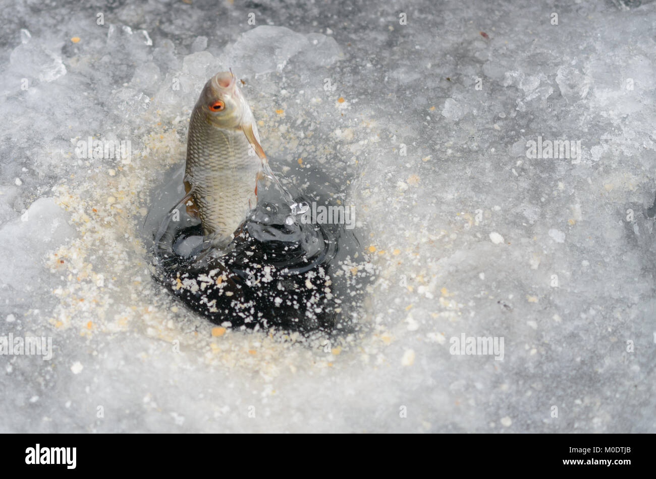 Fisherman pulling fish from lake hi-res stock photography and images ...