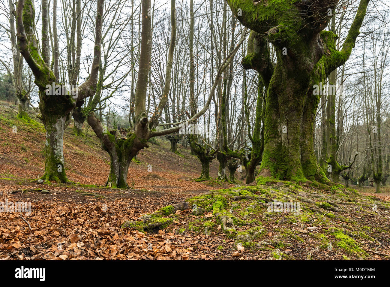 Gorbea national park hi-res stock photography and images - Alamy