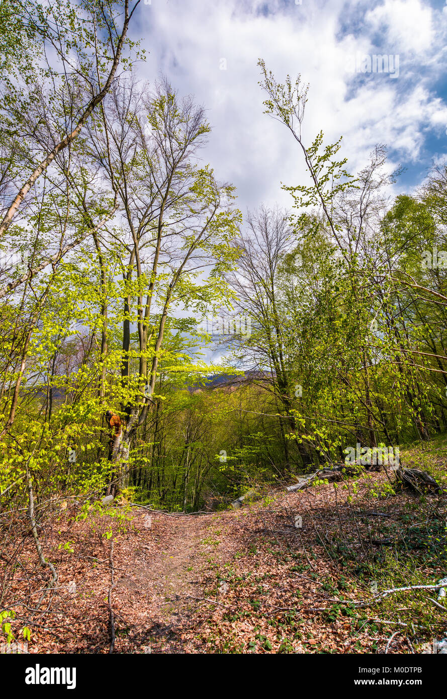 footpath through green forest in springtime. lovely nature scenery ...