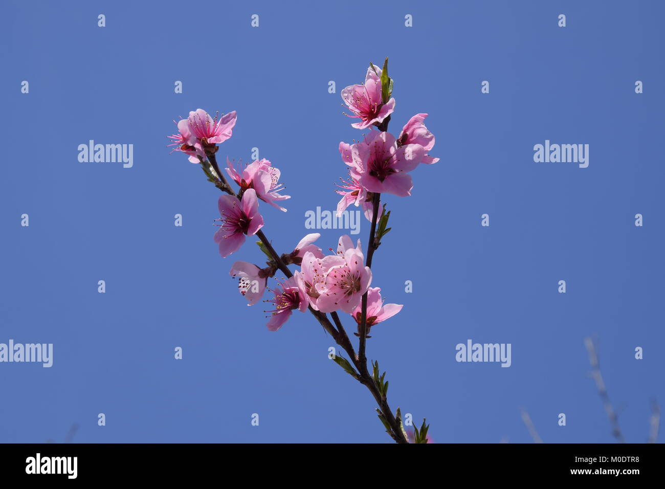 Blooming wild peach in the garden. Spring flowering trees. Pollination ...