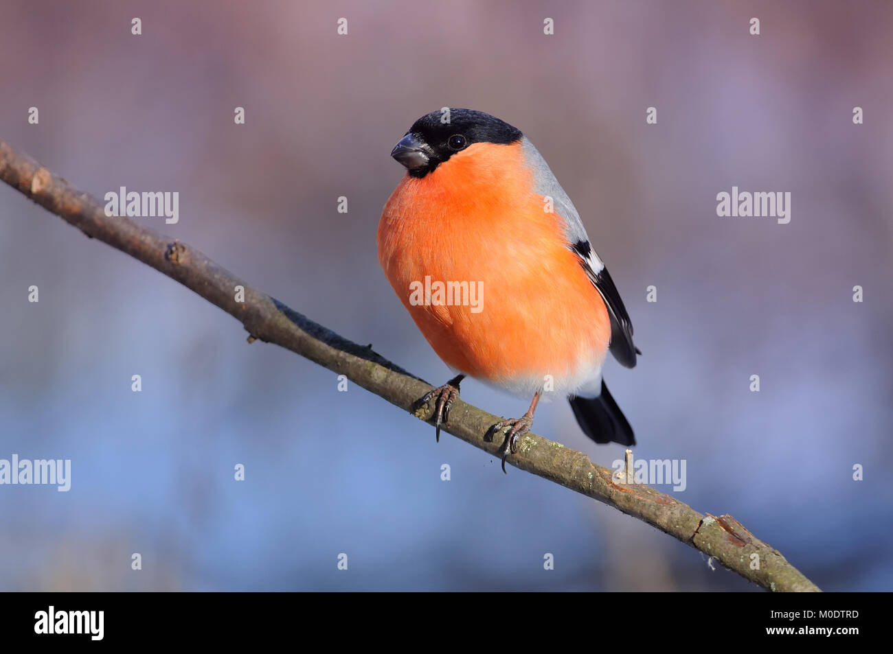 Eurasian (common) bullfinch (Pyrrhula pyrrhula) in the rays of the ...