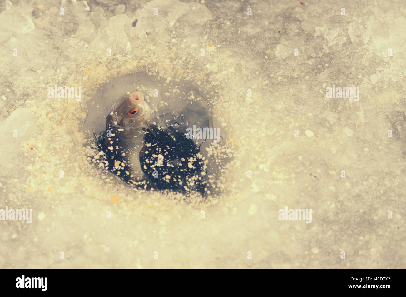 Fisherman pulling fish from lake hi-res stock photography and images ...