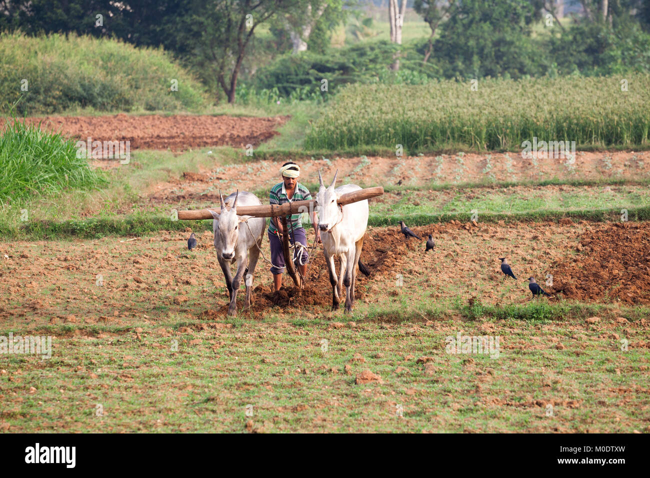 India, Karnataka, Somanathapura, Farmer plowing field with oxen and ...