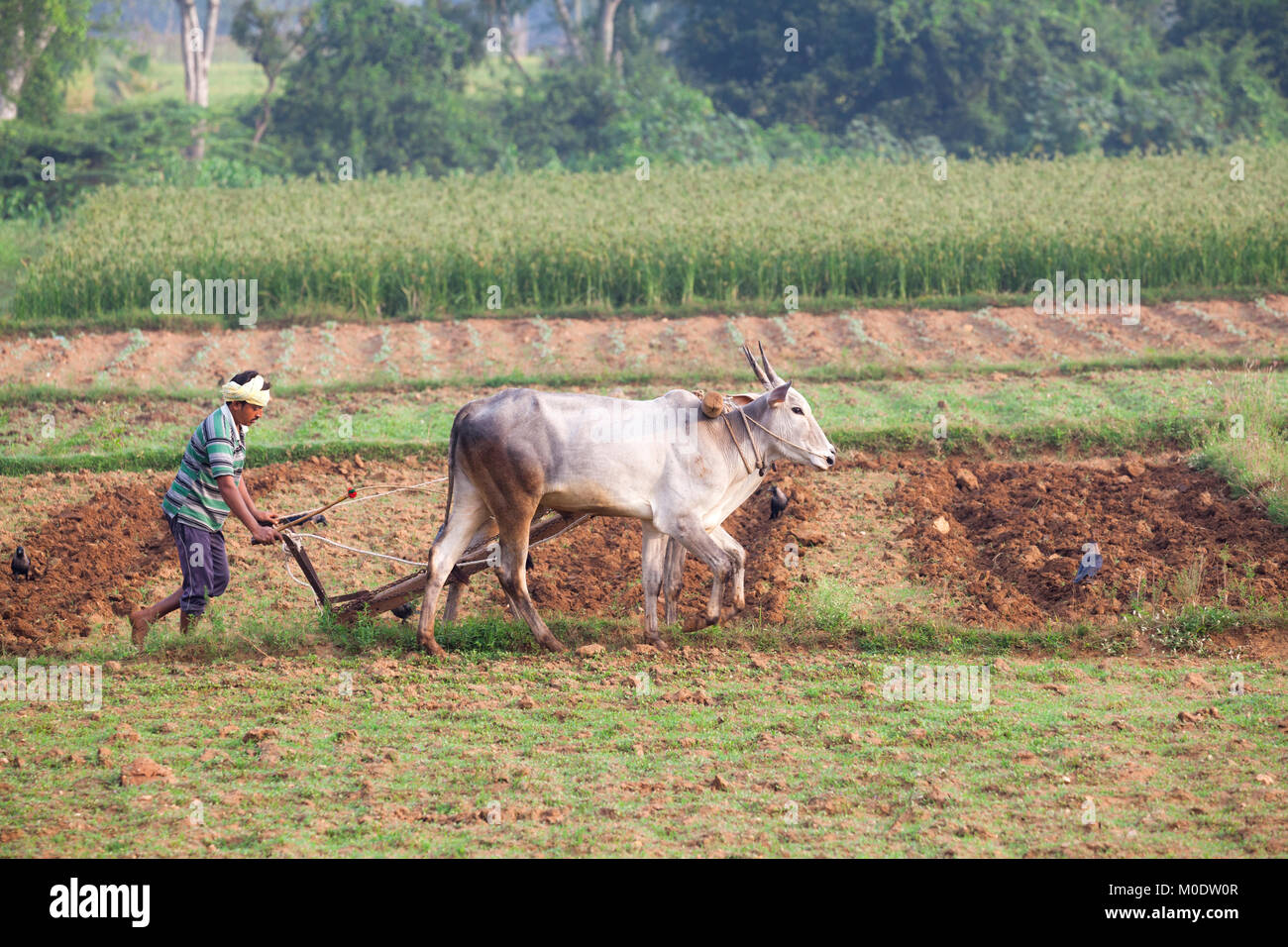 India, Karnataka, Somanathapura, Farmer plowing field with oxen and ...