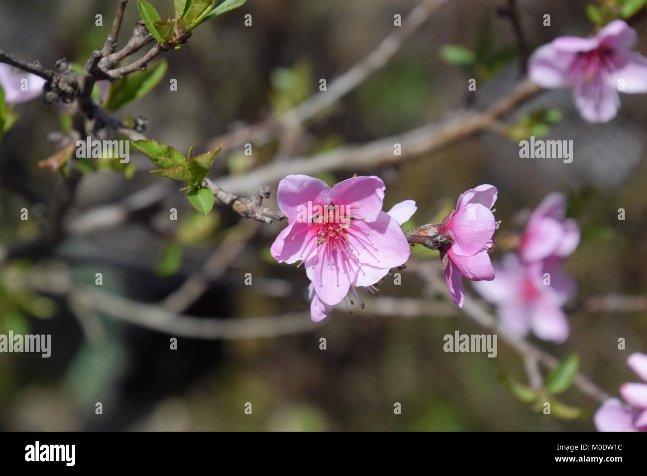 Blooming wild peach in the garden. Spring flowering trees. Pollination ...