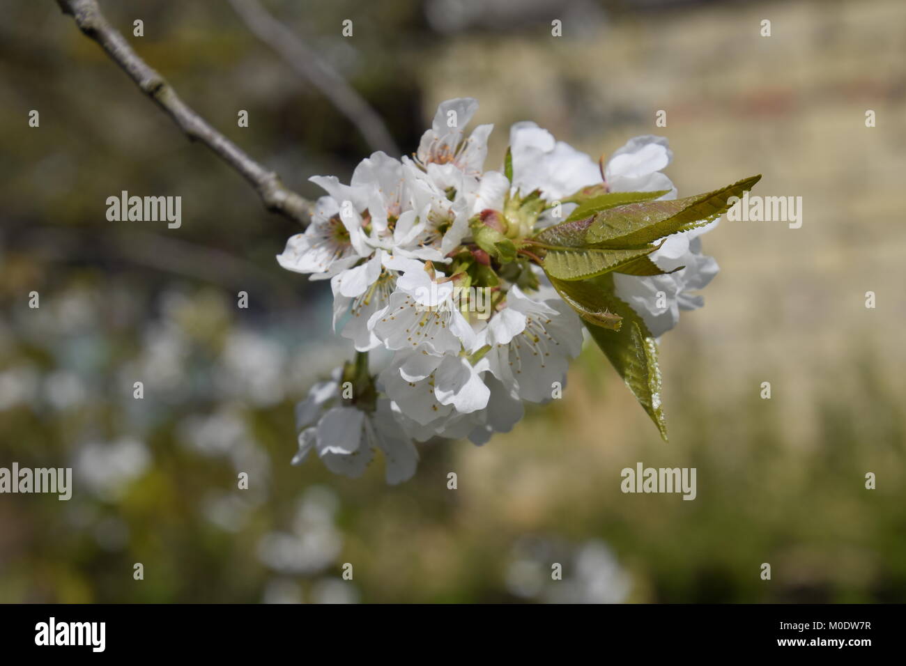 Blooming wild pear in the garden. Spring flowering trees. Pollination ...
