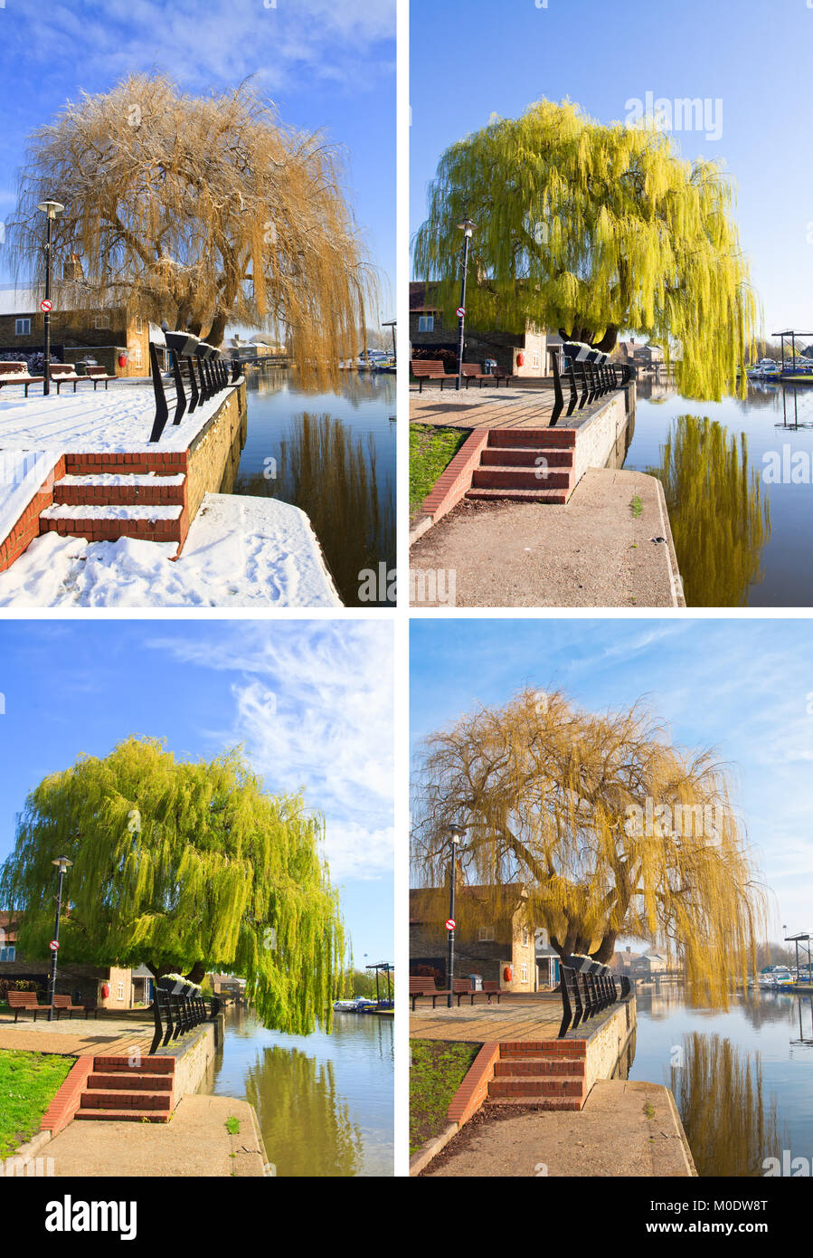 Set of four willow tree photos summer winter spring and autumn Stock ...