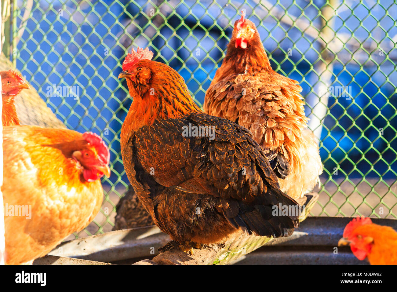 chickens are warm in sunlight , pets, breeding chickens Stock Photo - Alamy