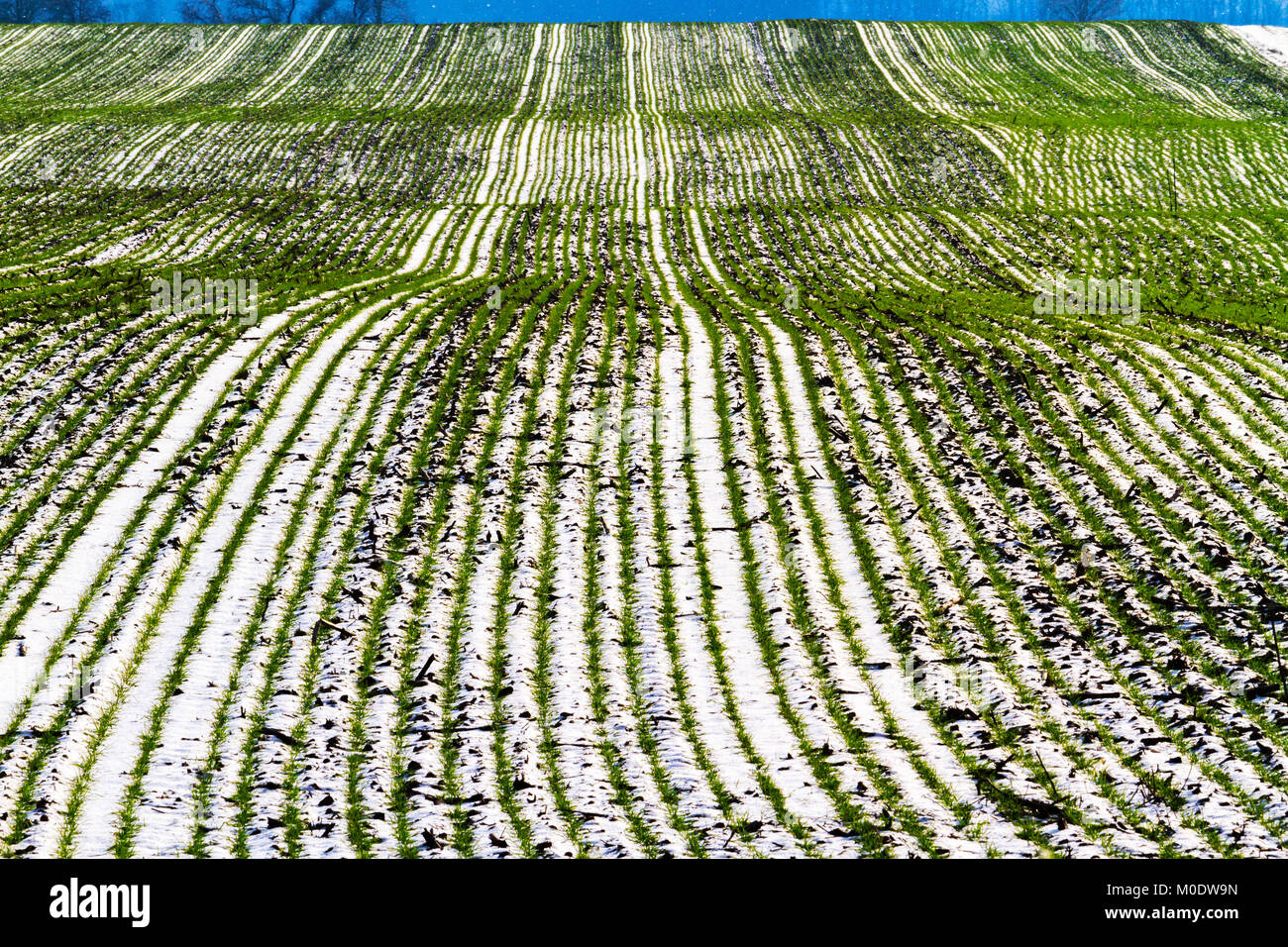 level lines of wheat that extend to the horizon , growing of grain ...